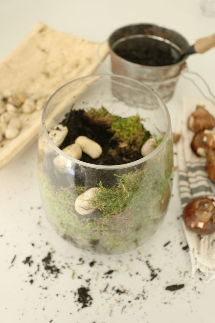 Planting Bulbs Indoor Containers - Darling Darleen | A Lifestyle Design ...