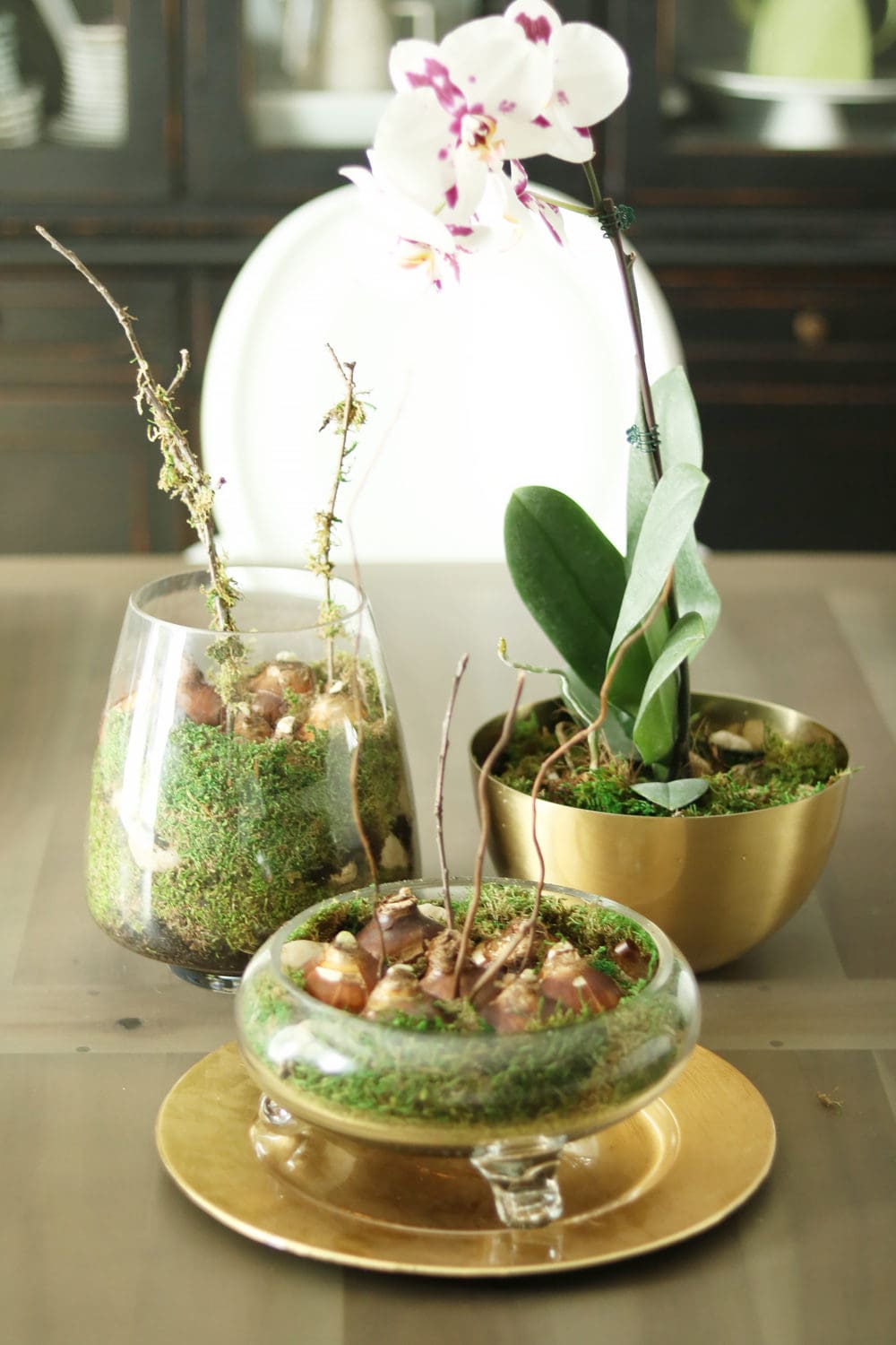 Planting Bulbs Indoor Containers - Darling Darleen | A Lifestyle Design ...