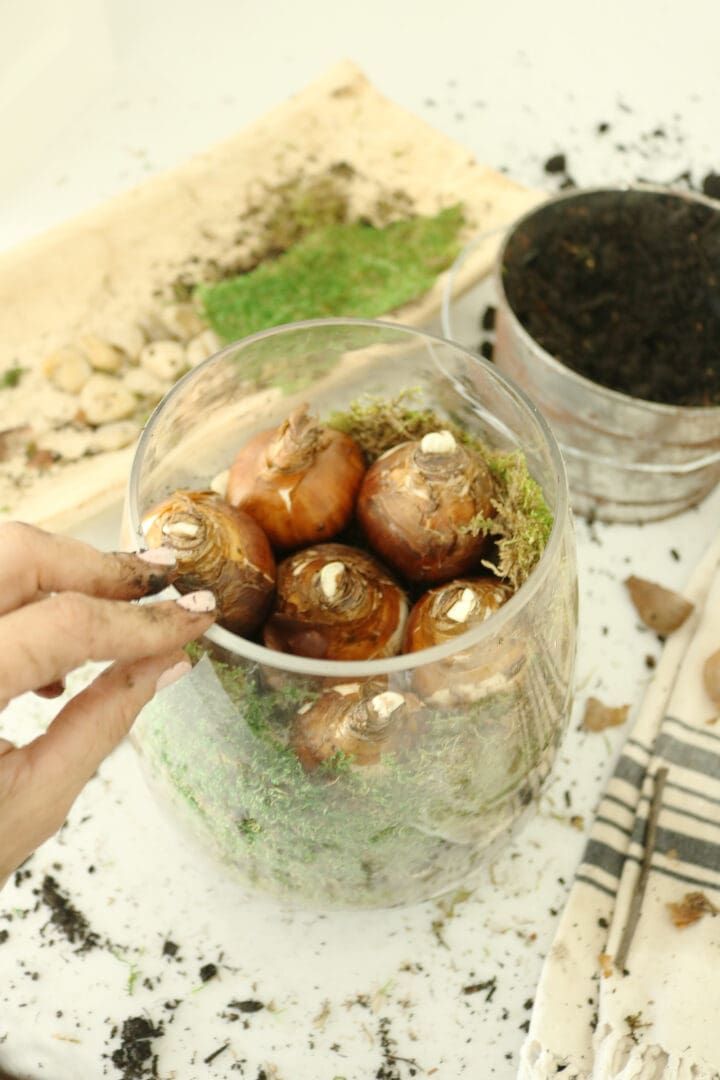 Planting Bulbs Indoor Containers - Darling Darleen | A Lifestyle Design ...