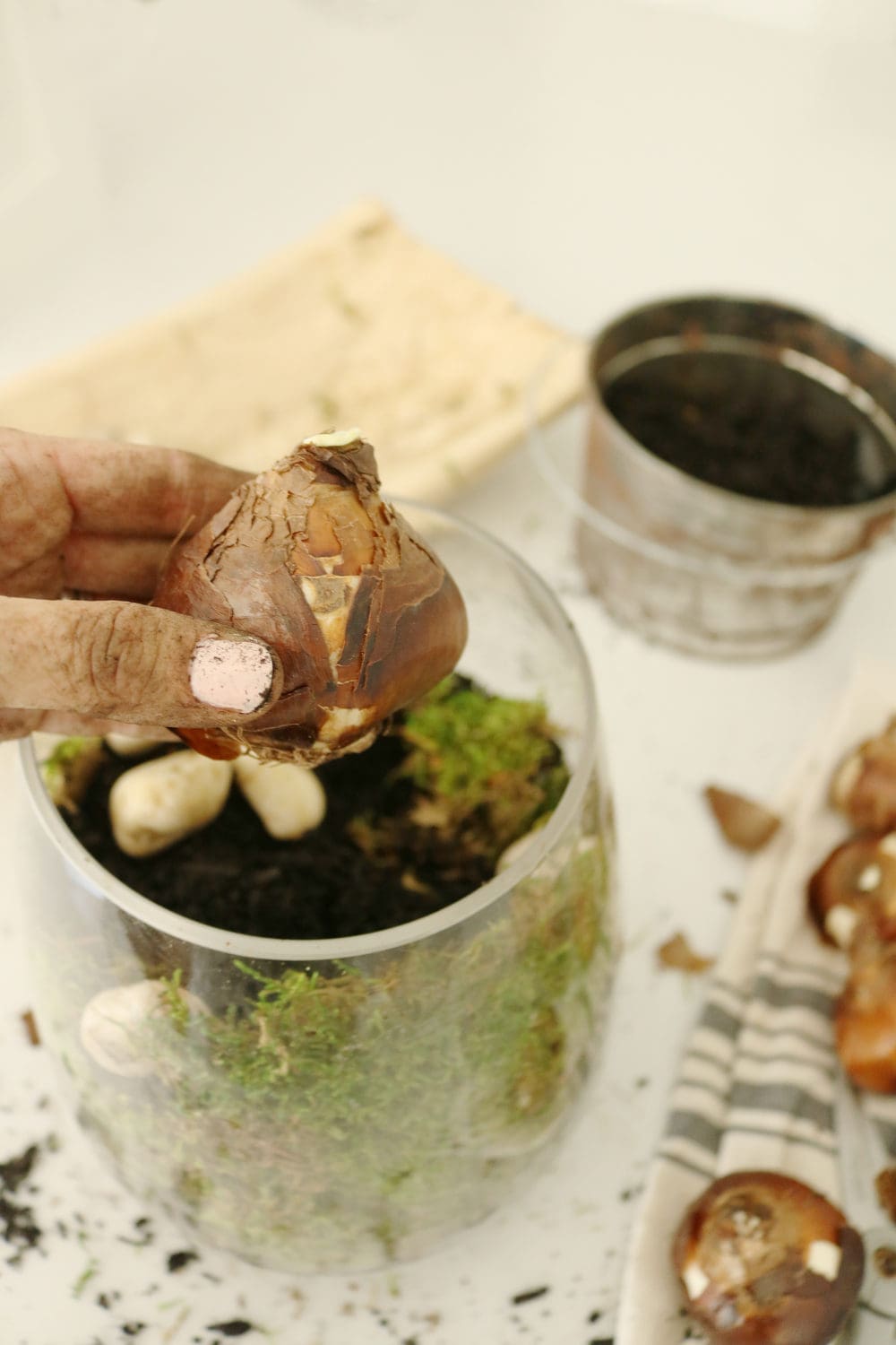 Planting Bulbs Indoor Containers - Darling Darleen | A Lifestyle Design ...