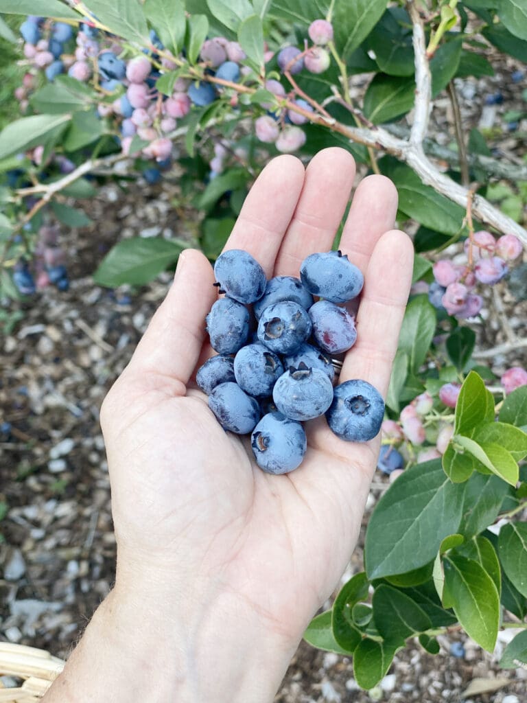Blueberry Picking with Recipe - Darling Darleen | A Lifestyle Design Blog